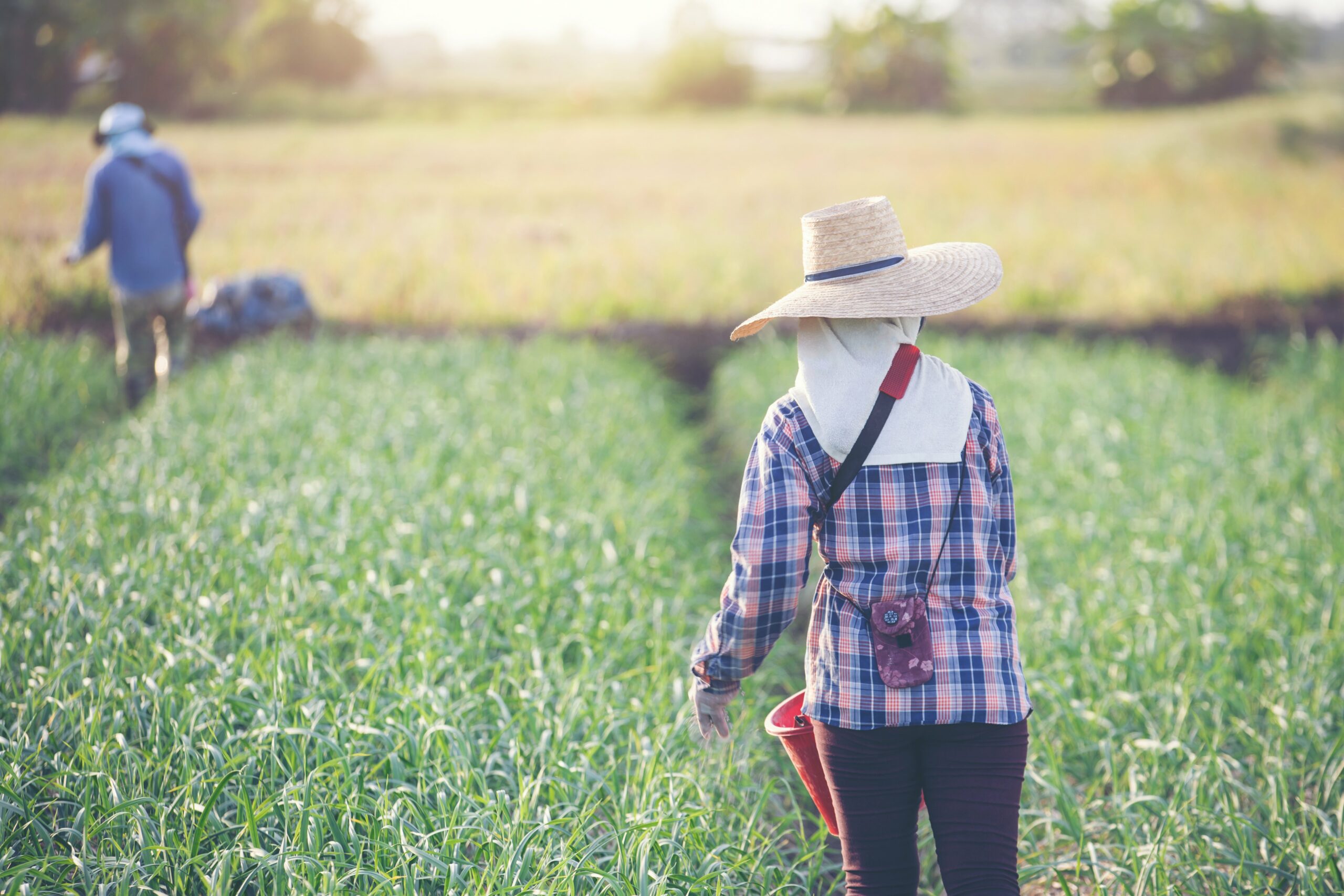 Gender Based Violence Gbv And Latin Farmworkers Fact Sheet